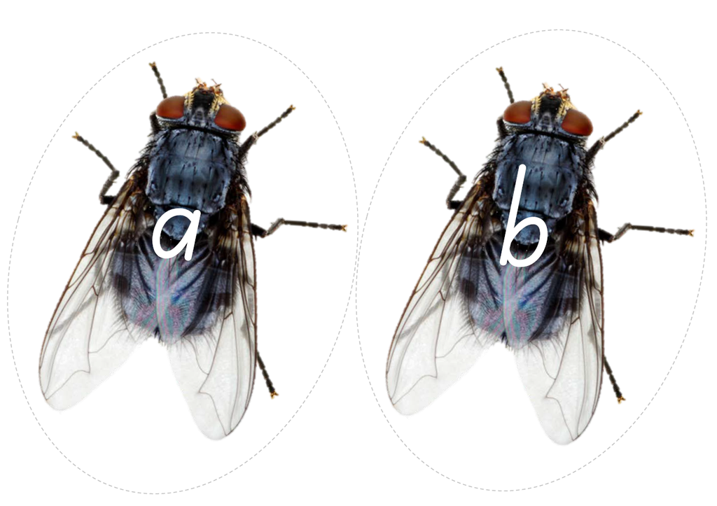 Alphabet + Number Fly Swat Cards