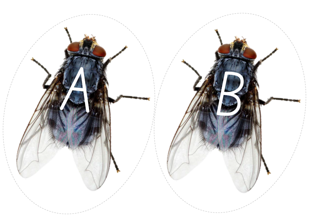 Alphabet + Number Fly Swat Cards