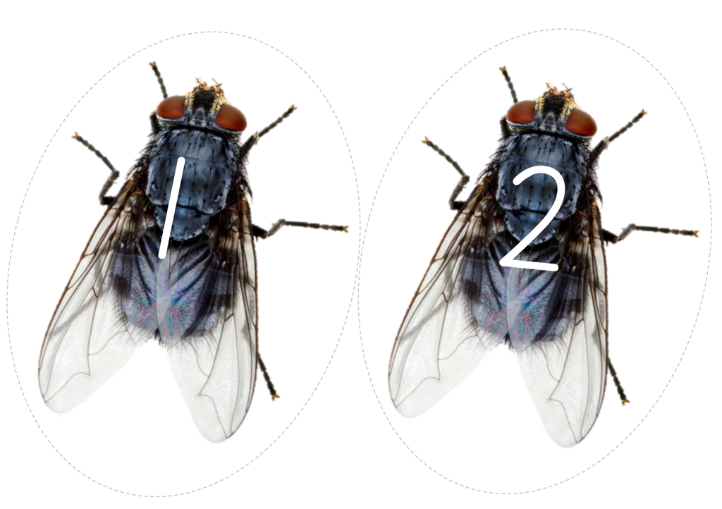 Alphabet + Number Fly Swat Cards